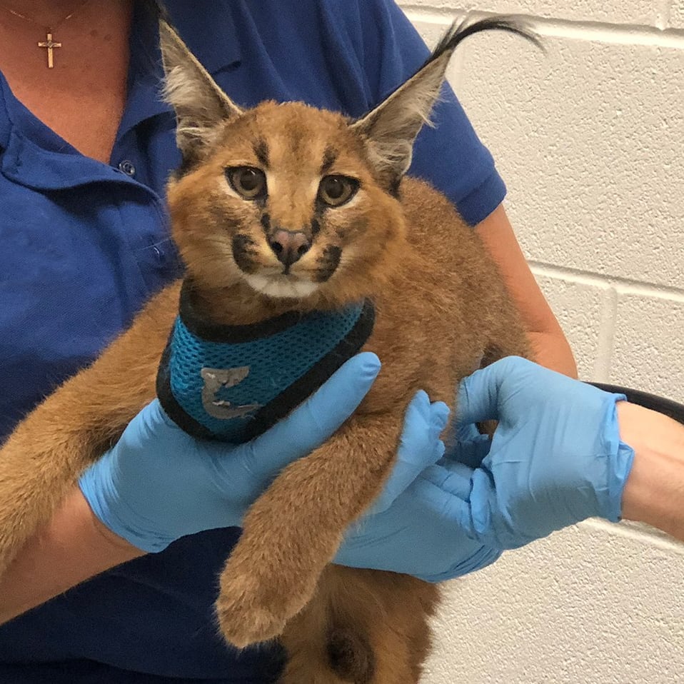 Wild cats have reason to celebrate Independence Day following seizure