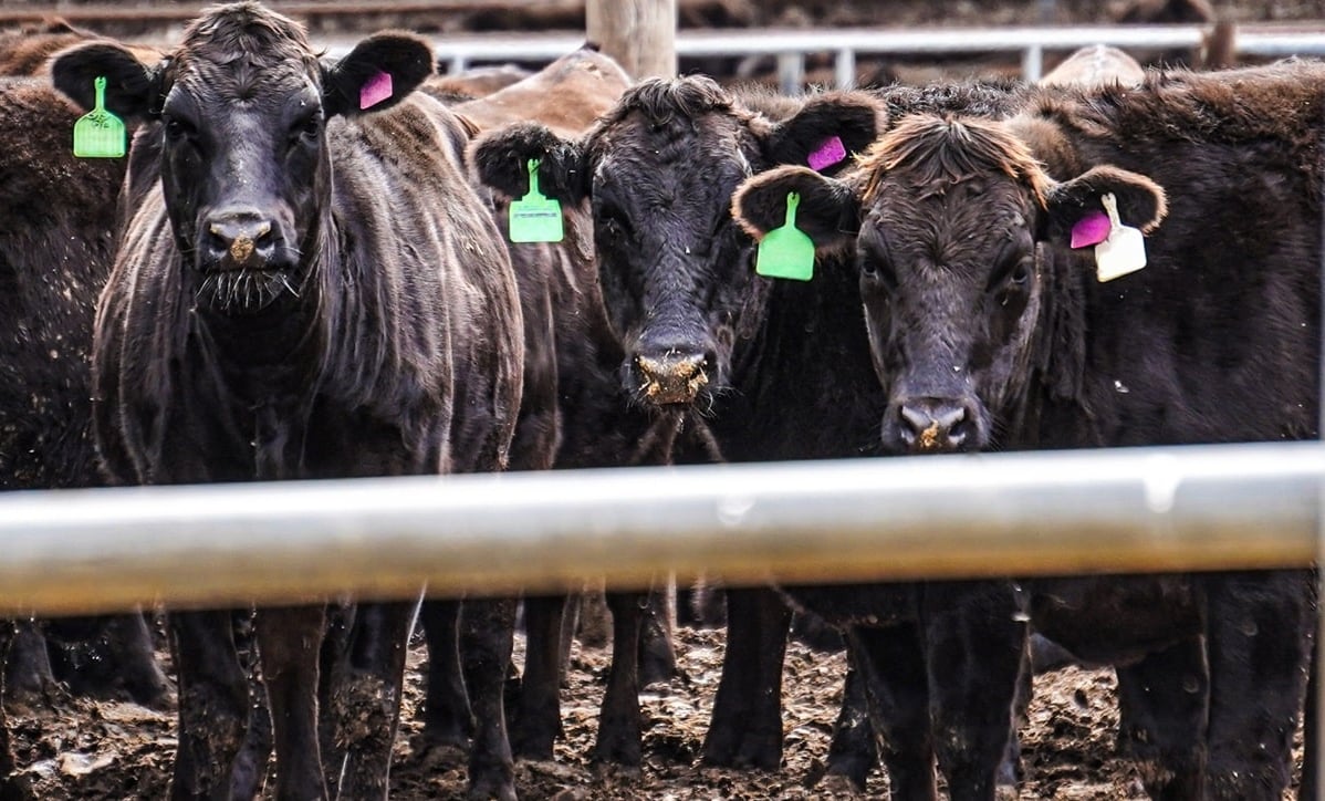 Your guide to beef cattle feedlots in Australia