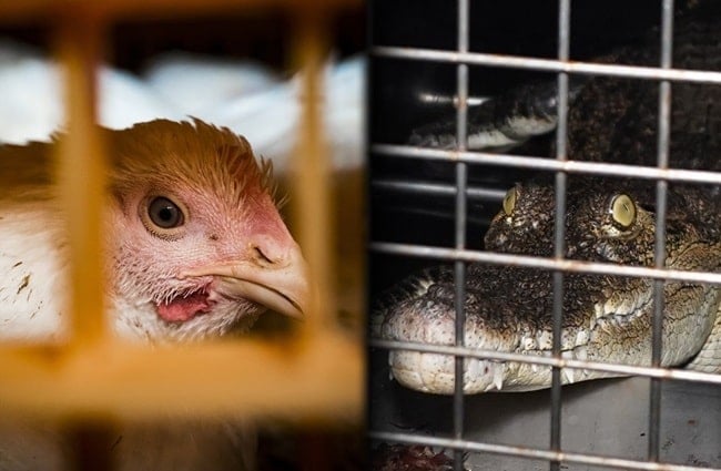 Call for stronger animal welfare laws in Australia