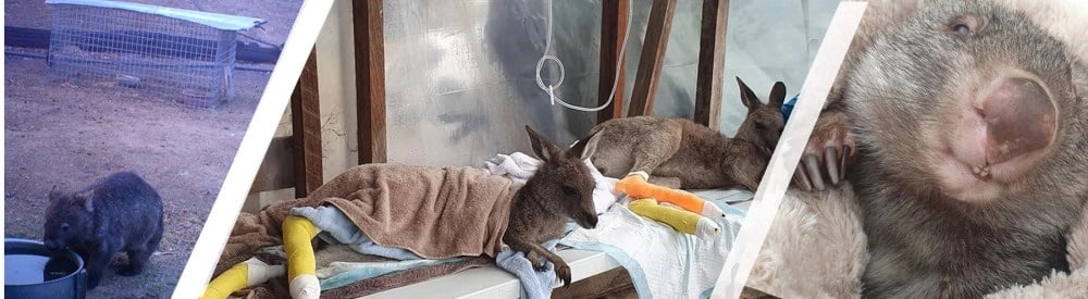 Helping Animals During the Black Summer Bushfires | World Animal Protection