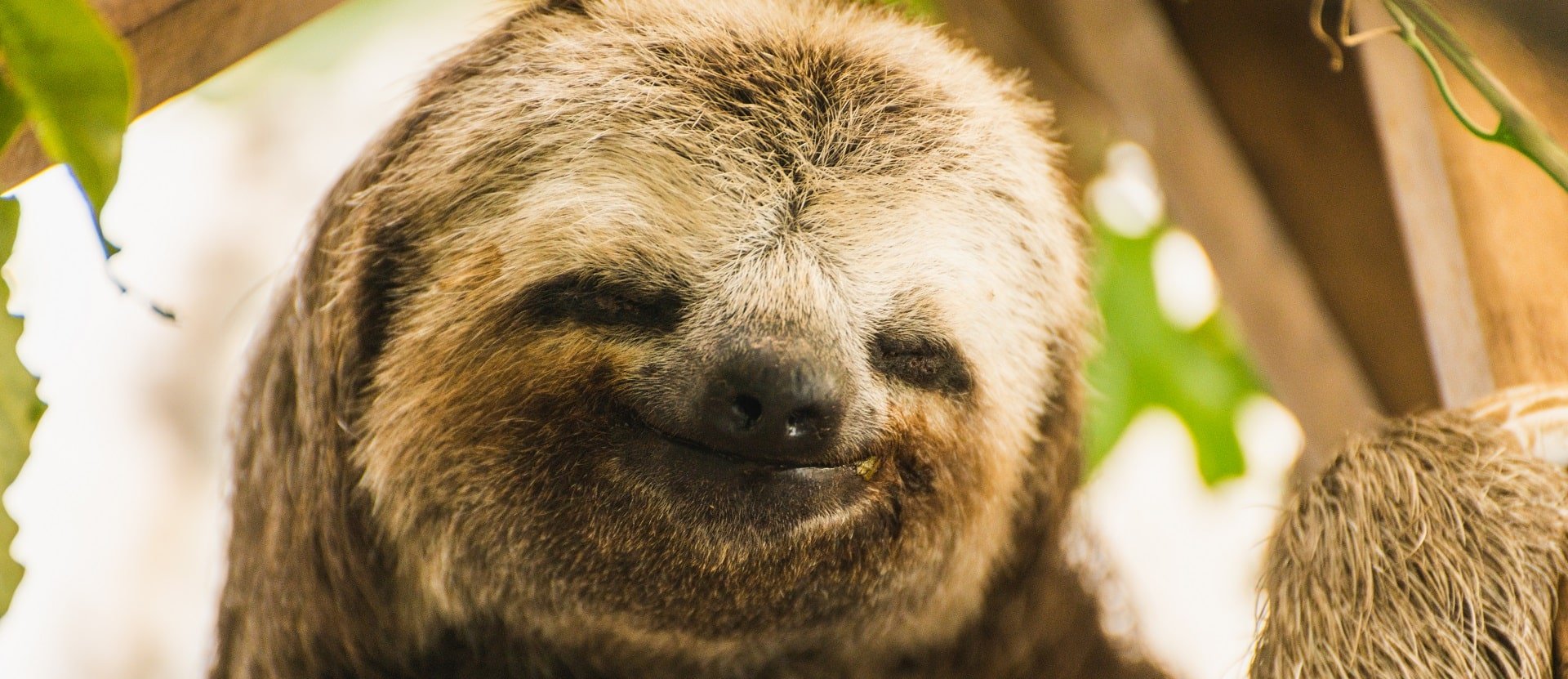 Fascinating Sloth Facts for Kids | World Animal Protection
