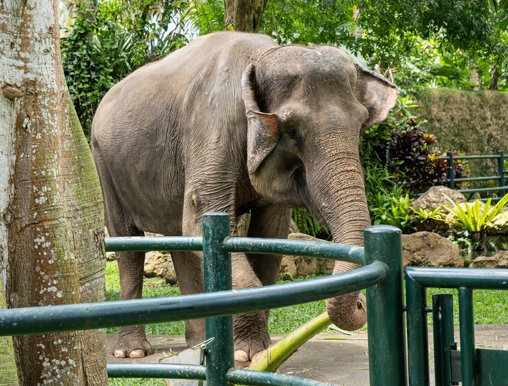 Indonesia takes world‑leading step to end cruel elephant rides