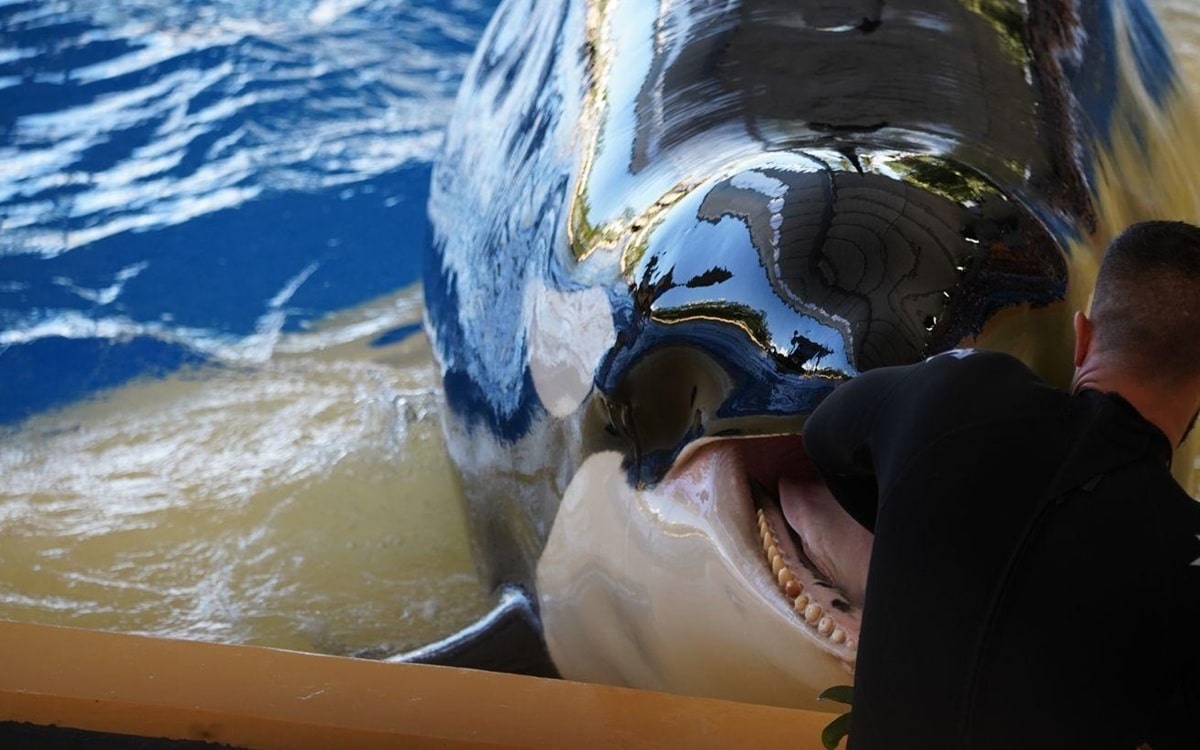 Morgan the orca made to perform during pregnancy