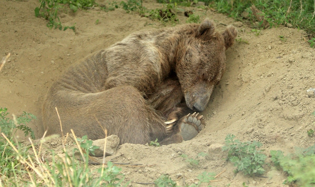 You helped give the bears at Balkasar a wonderful surprise