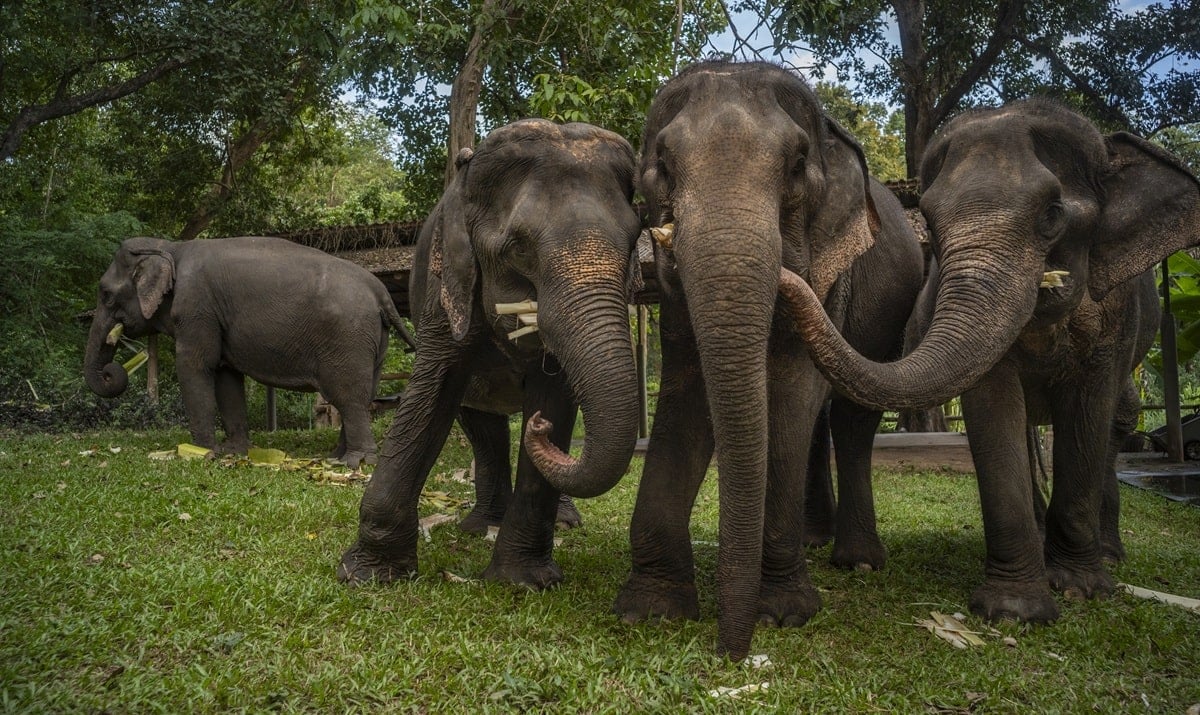 New footage of rescued elephants enjoying mornings at Elephant Forest ...