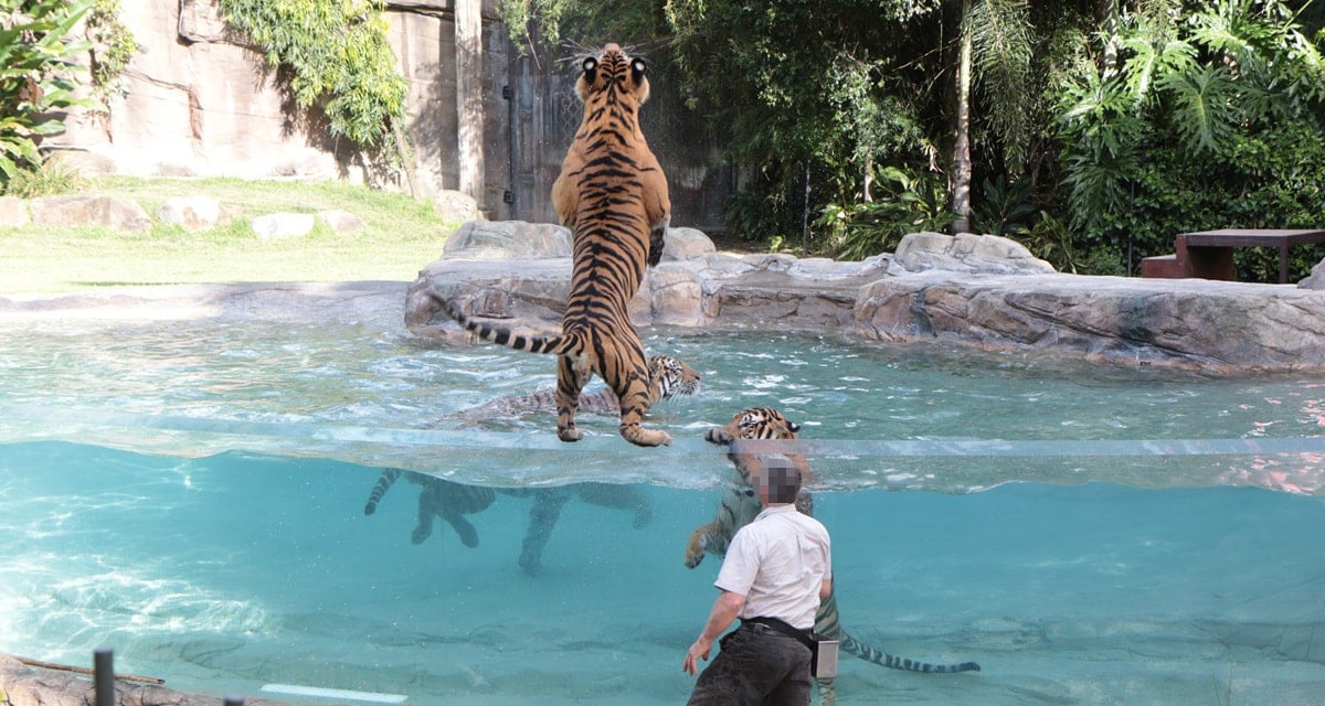 Dreamworld ends ‘Tiger Island’ interactions