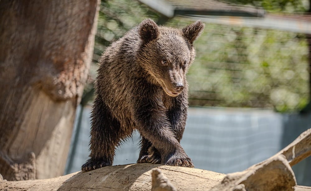 UPDATE: A baby bear home that’s just right