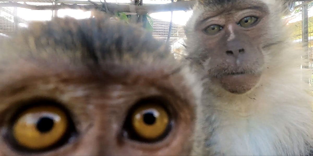 Rescued long tailed macaques receive a delicious surprise