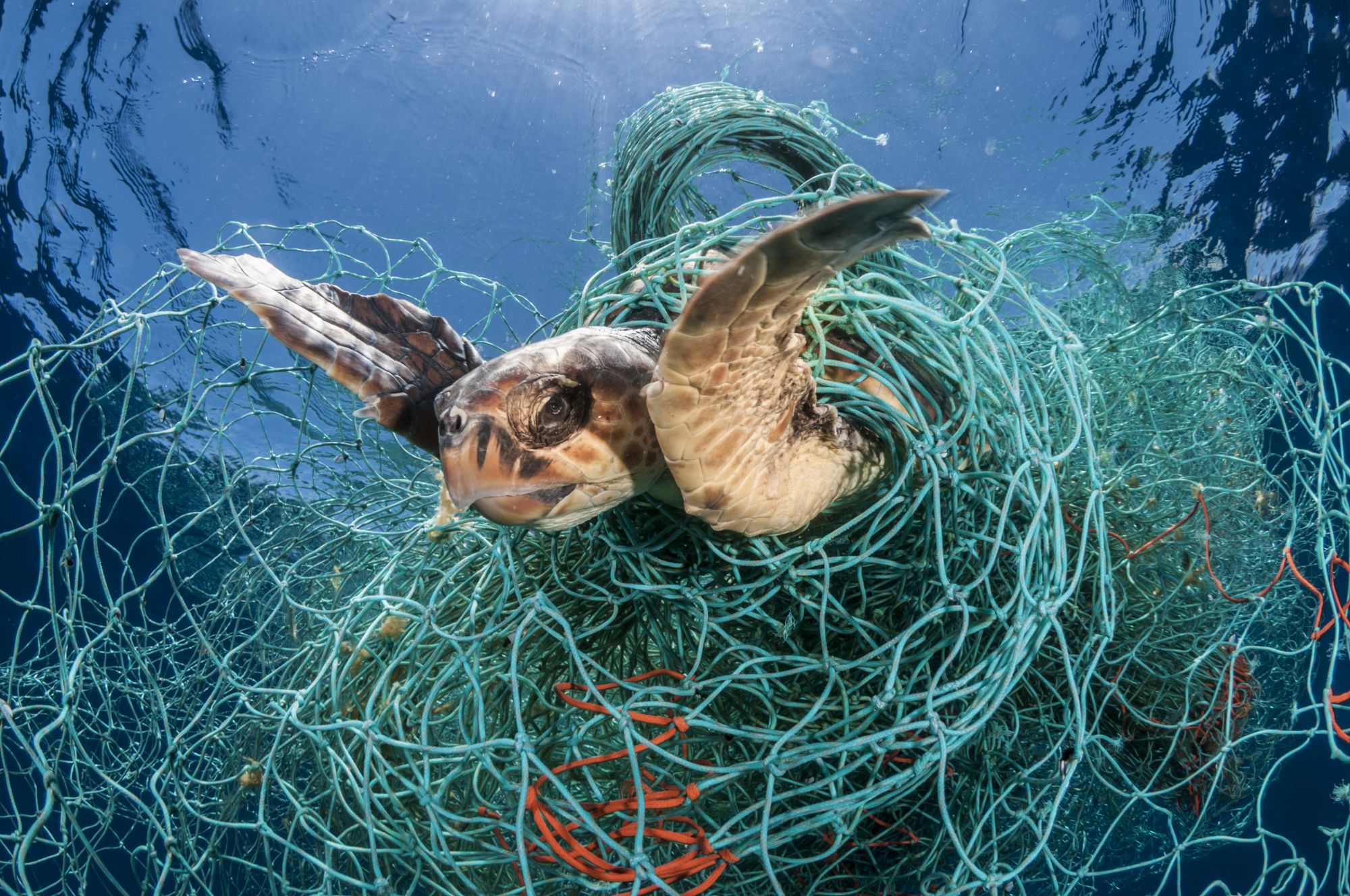 Sea Change: Tackling Ghost Fishing Gear | World Animal Protection