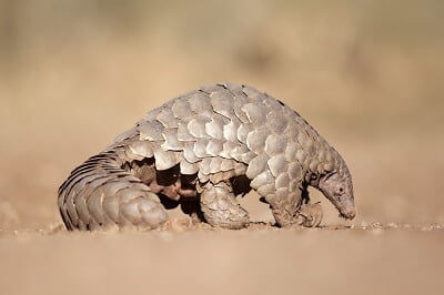 How much do you know about pangolins?