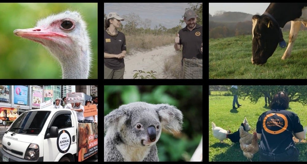 2024 Animal Achievements Wrapped: Celebrating wins you made possible